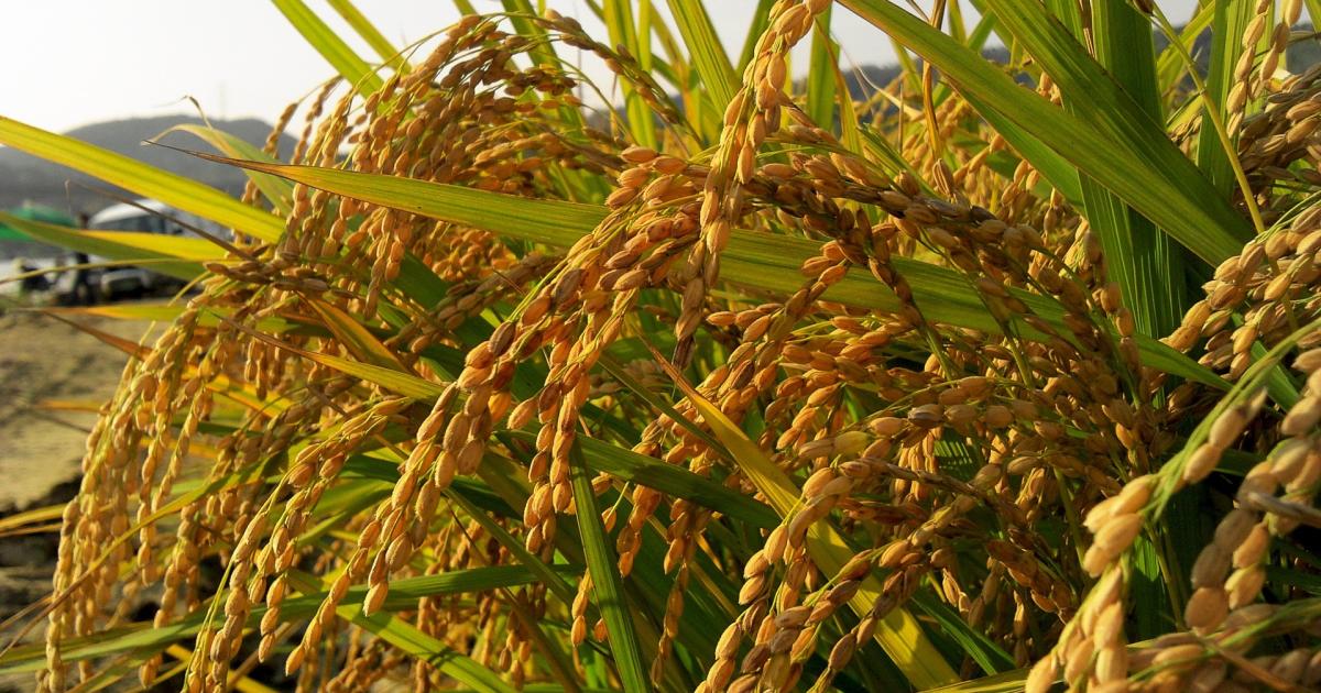 Tra i solchi della terra e i battiti del cuore nasce l’identità e la ...