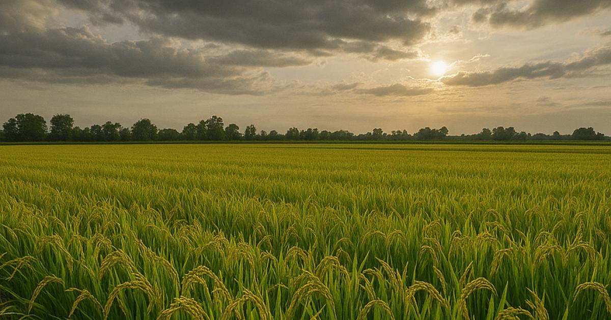 Sarà un weekend di sole, ma prima la pioggia - La Sesia